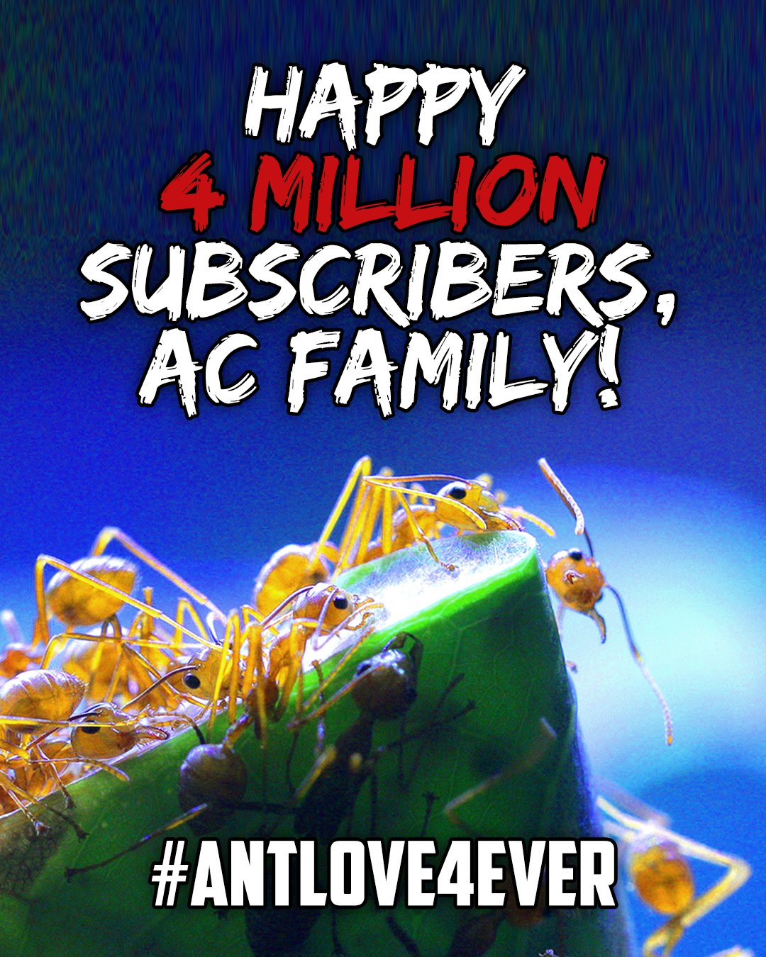 Ants Family Memes