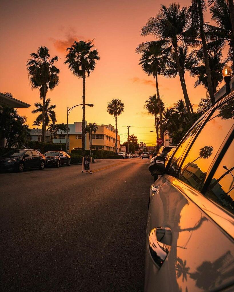 Miami Sunset Palm Trees