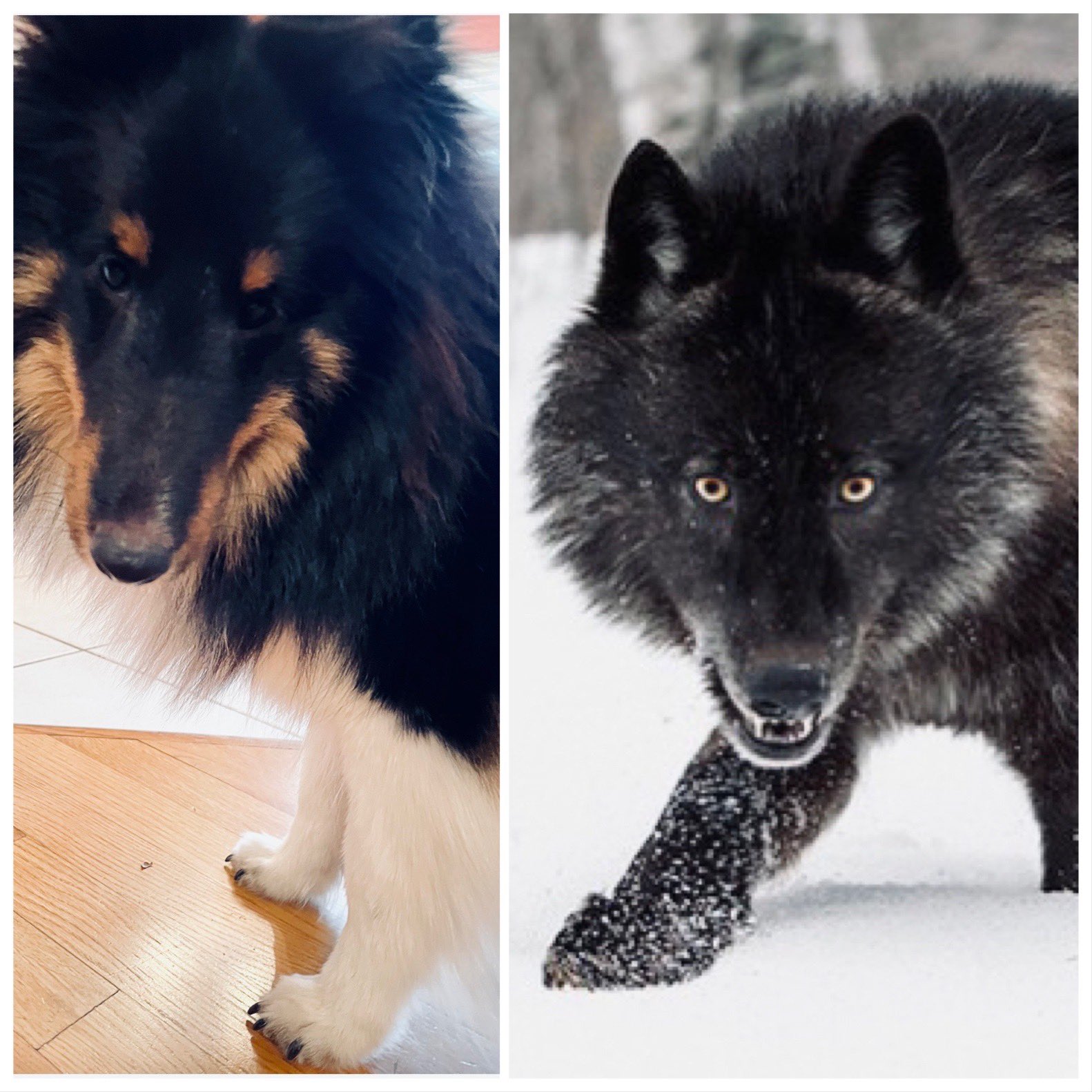 Alaskan Noble Companion Dog