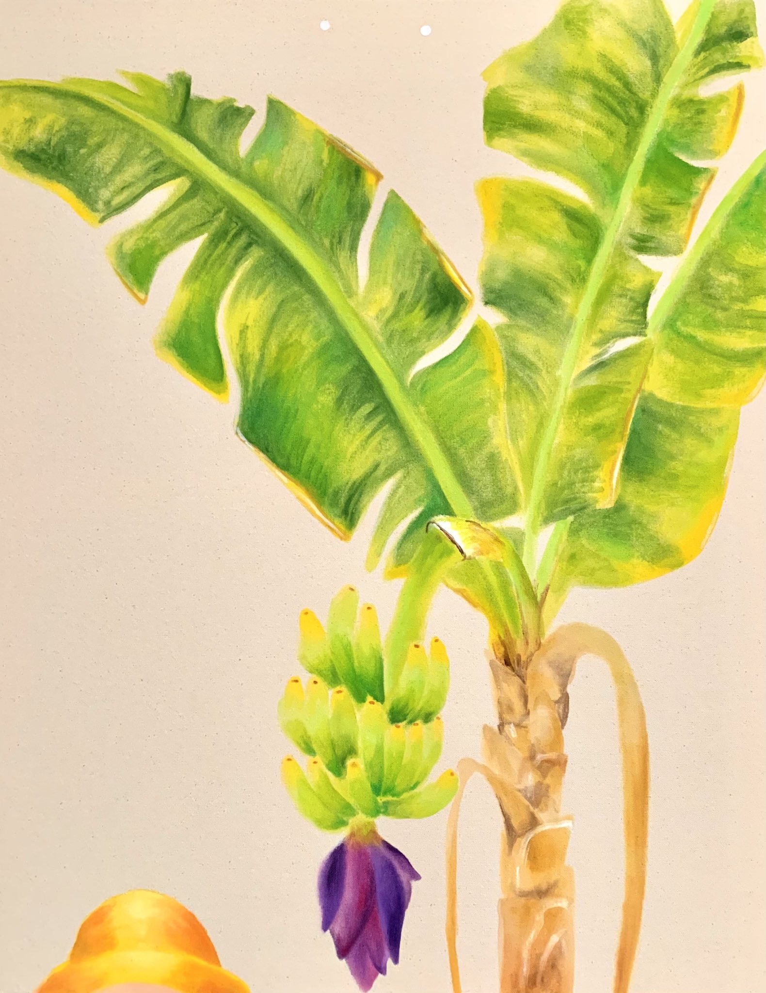 Banana Tree Pencil Drawing