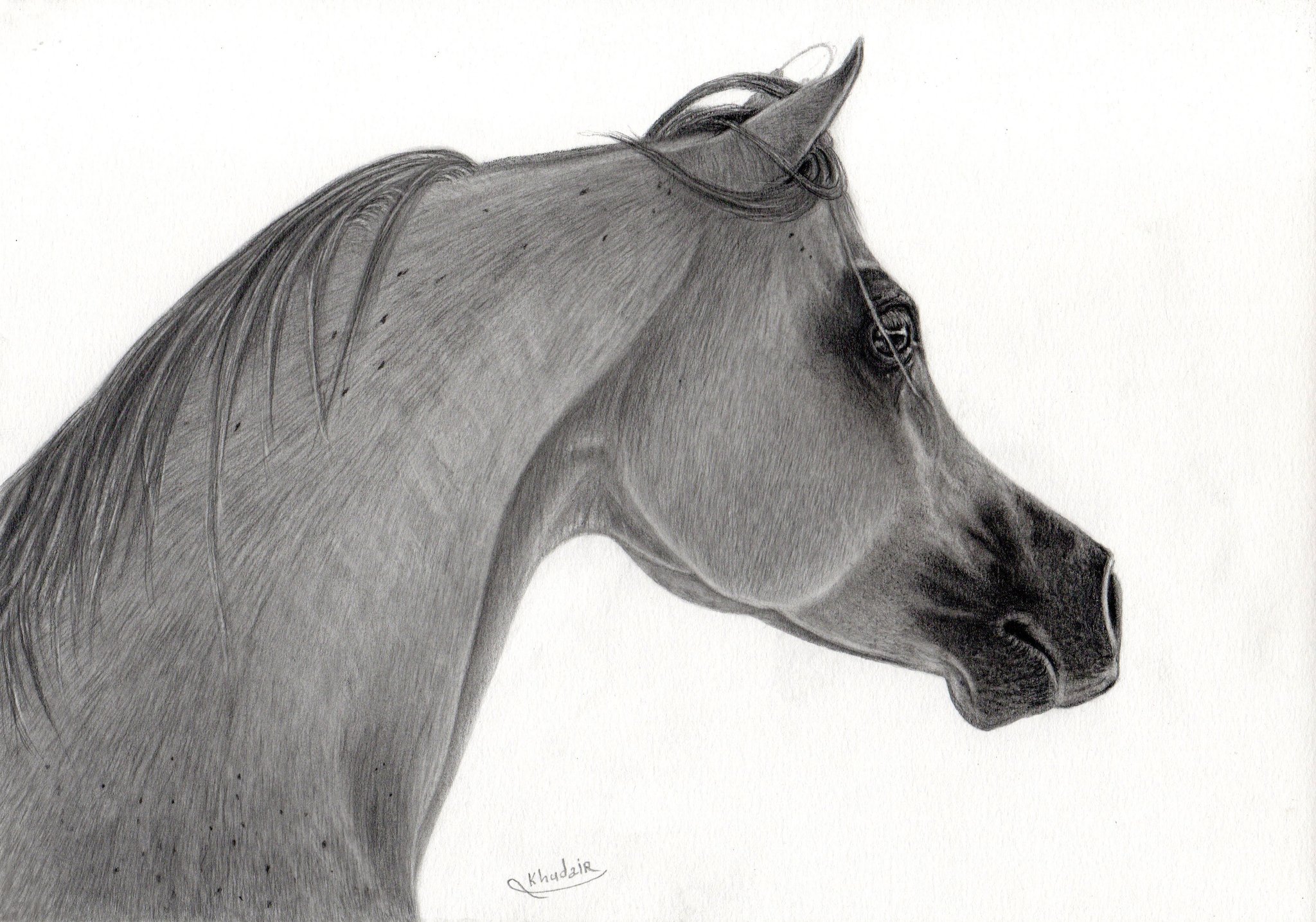 Slack Disillusion Rotation رسم حصان بالرصاص Resist Witty Random