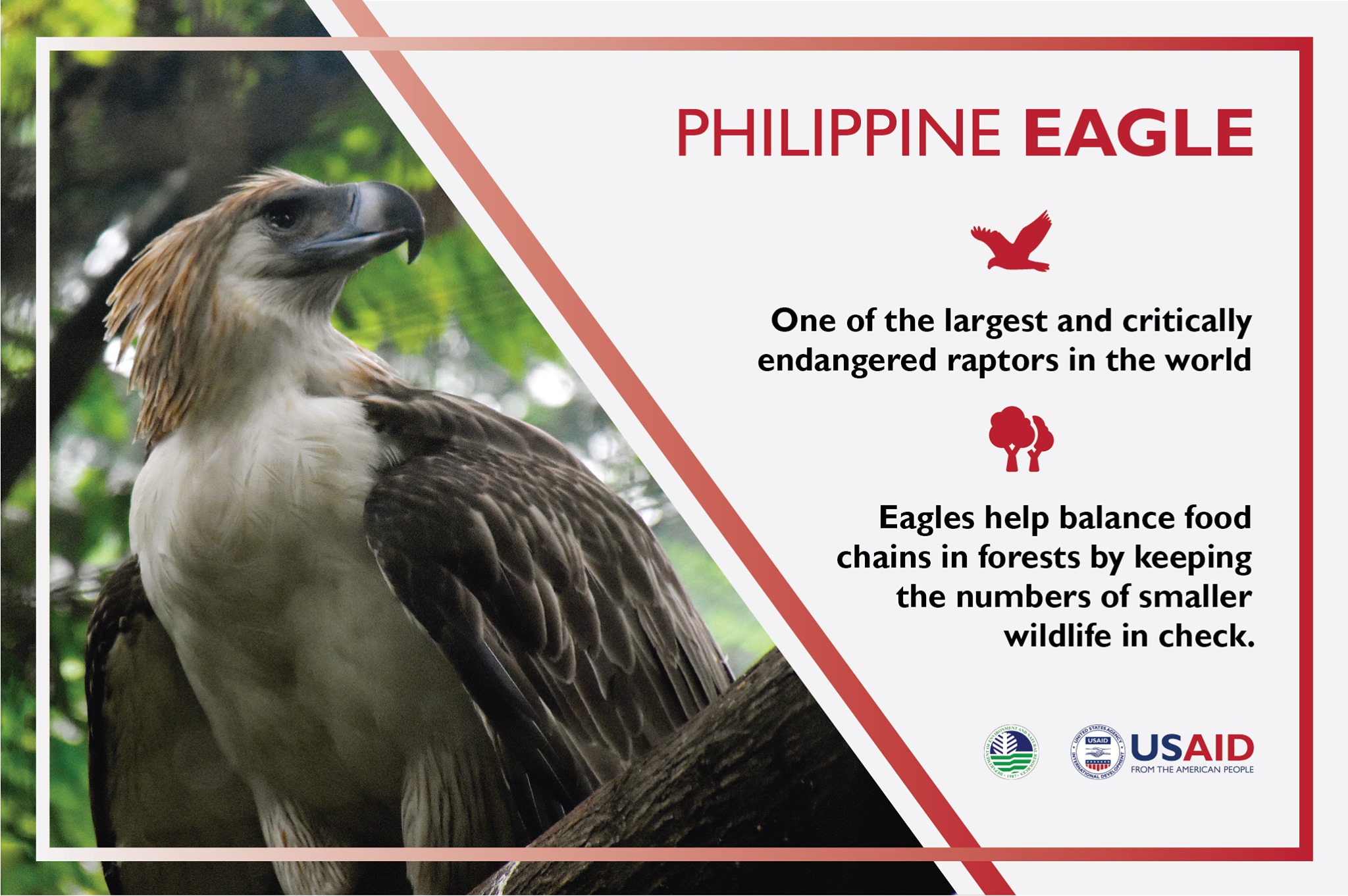 Philippine Eagle Foundation Logo