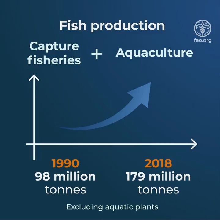 Fish Infographic Video