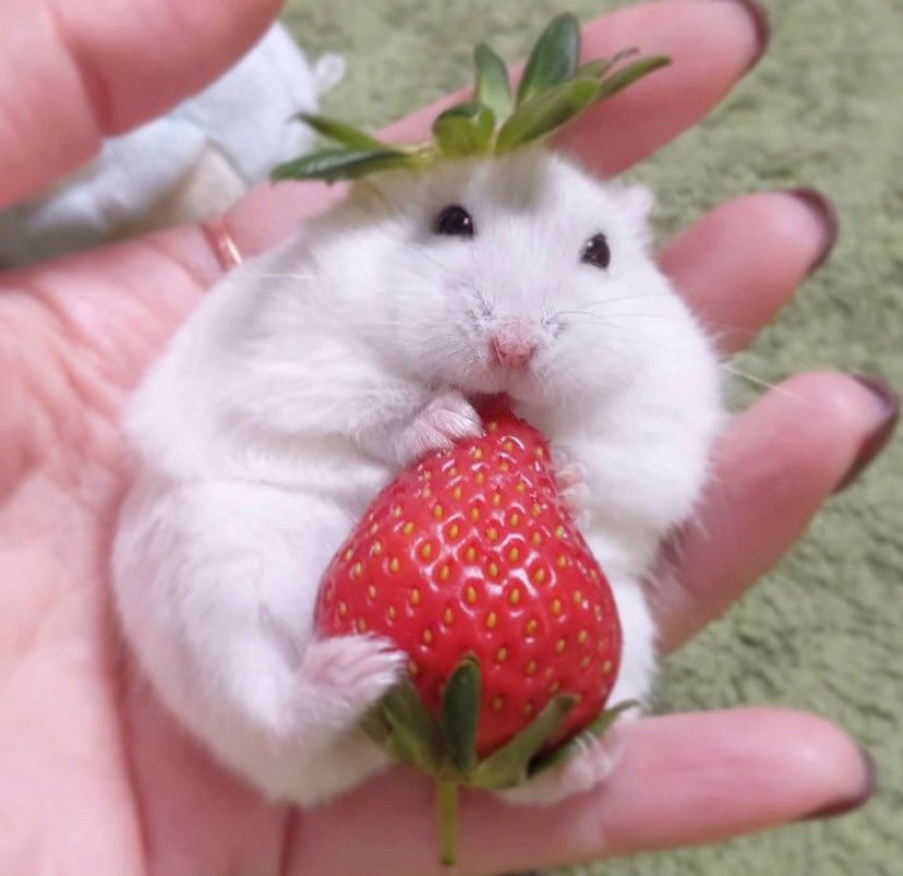 Hamsters Eating Strawberries