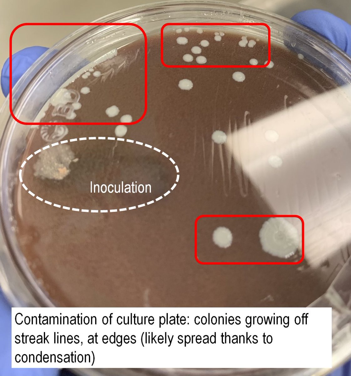 Contaminated Streak Plate