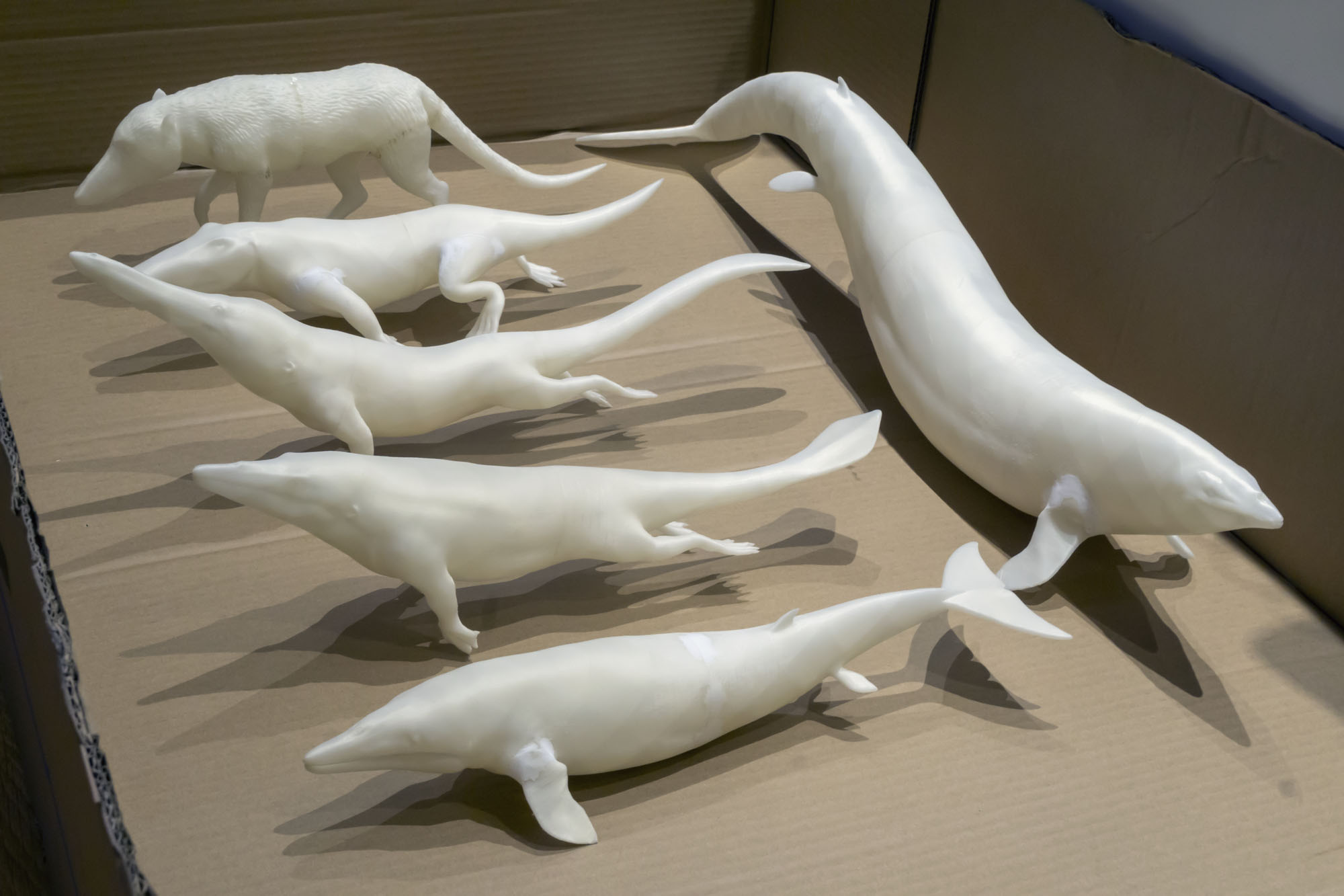 Dorudon And Basilosaurus