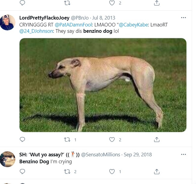 Benzino Dog Meme Thats A Benzino Dog | TikTok