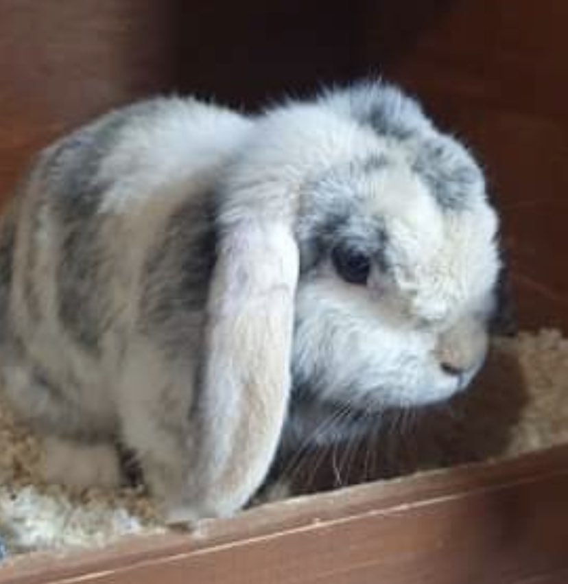 Harlequin Lop Rabbit