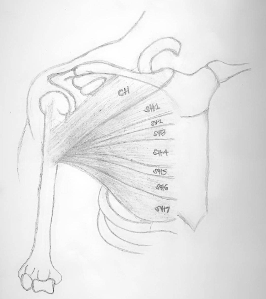 Pectoralis Major Muscle Diagram