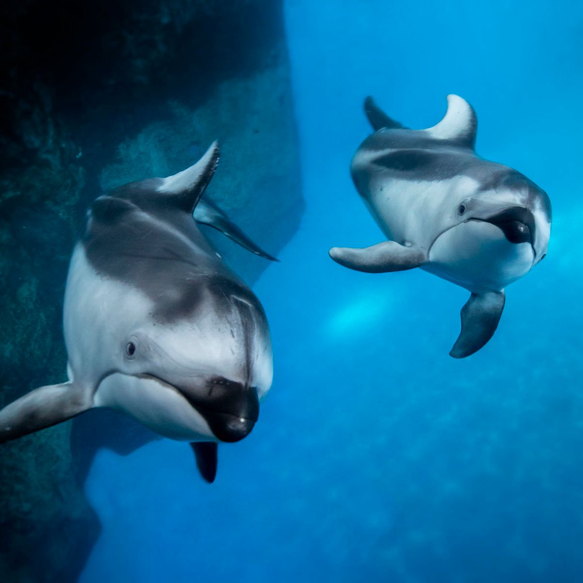 Pacific White Sided Dolphin Underwater