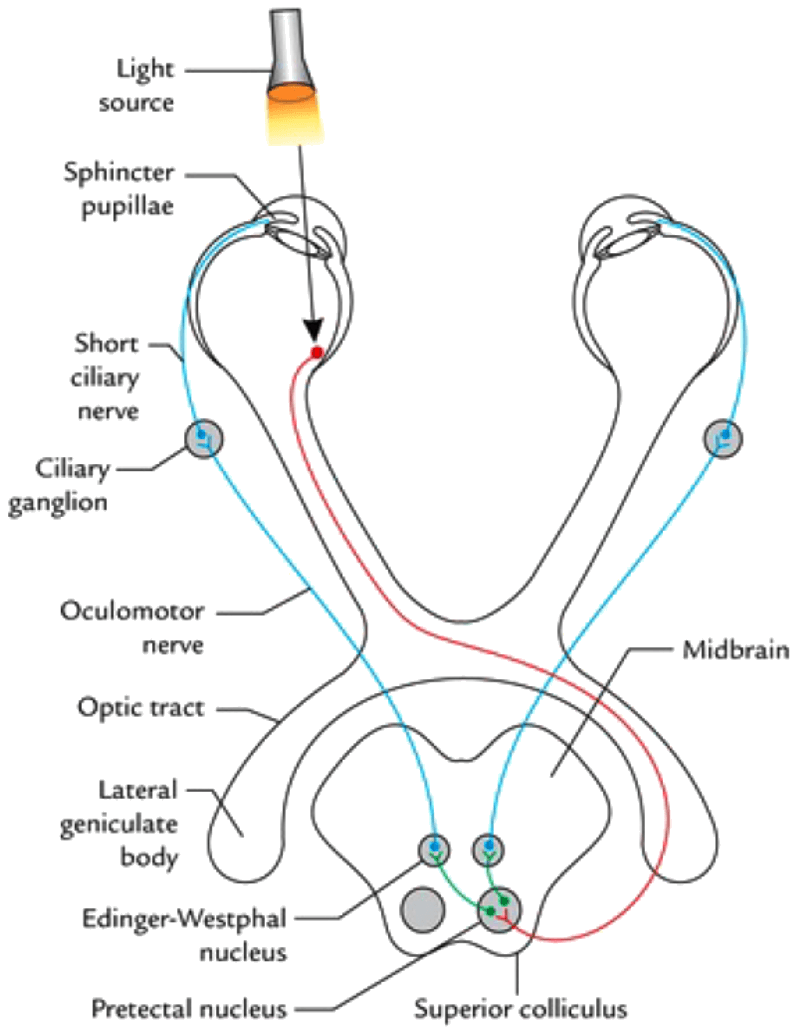 Ciliary Ganglion Pathways