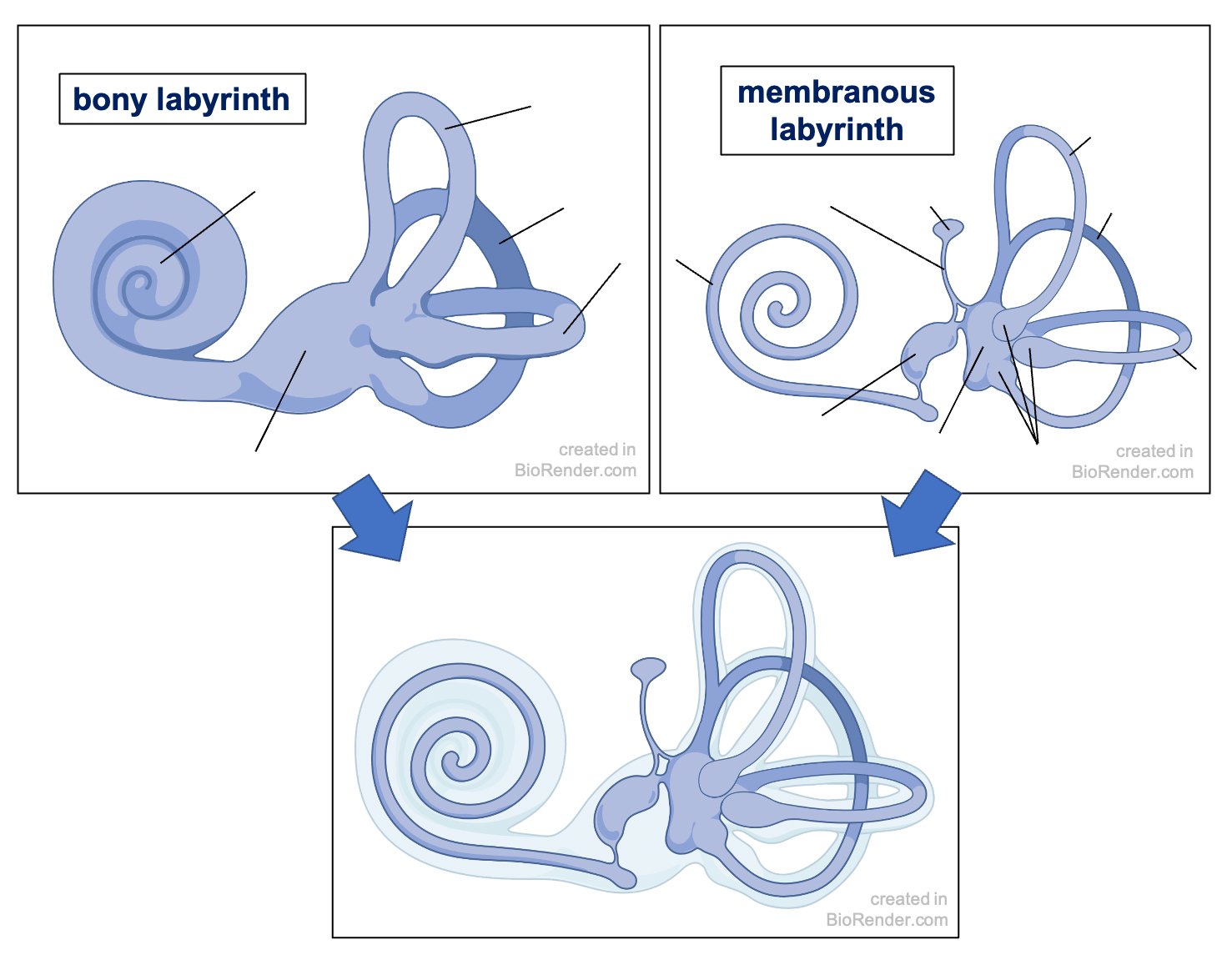 Membranous Labyrinth