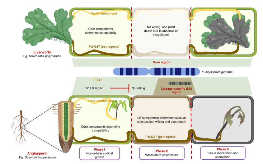 Non Vascular Plants Diagram