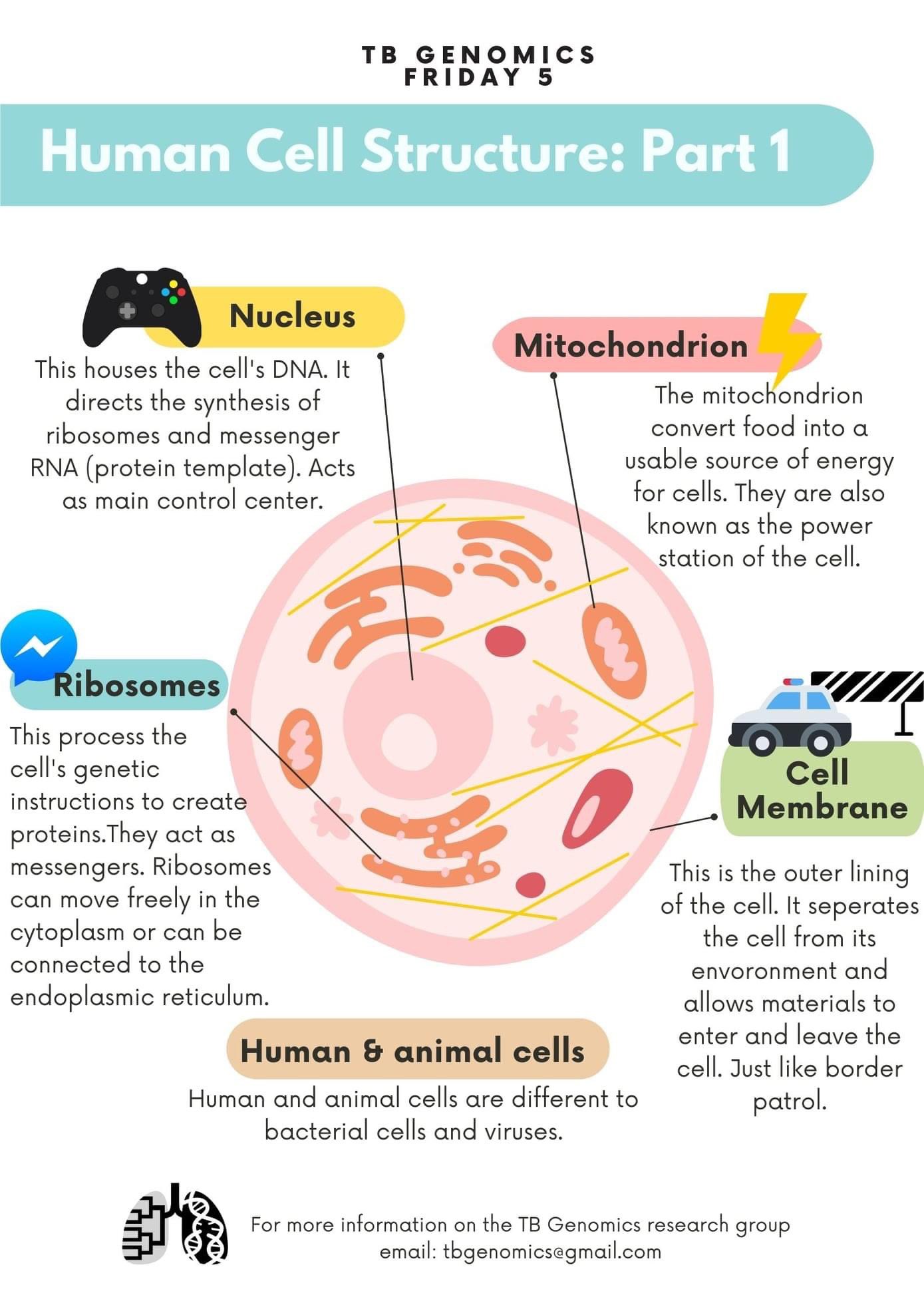 Division of Molecular Biology and Human Genetics on Twitter: "# ...