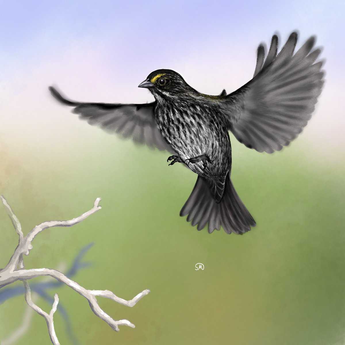 Dusky Seaside Sparrow Information