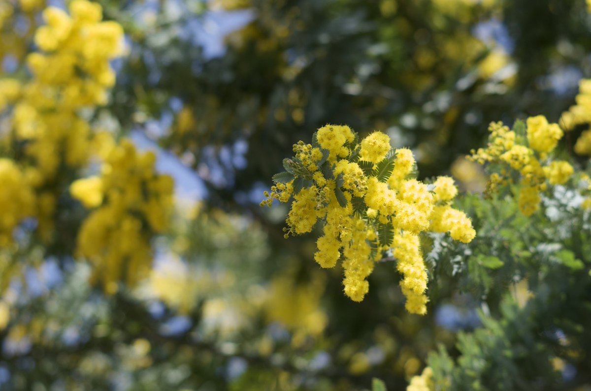 ライデル(@berry_rydell) - Twilog (ツイログ)