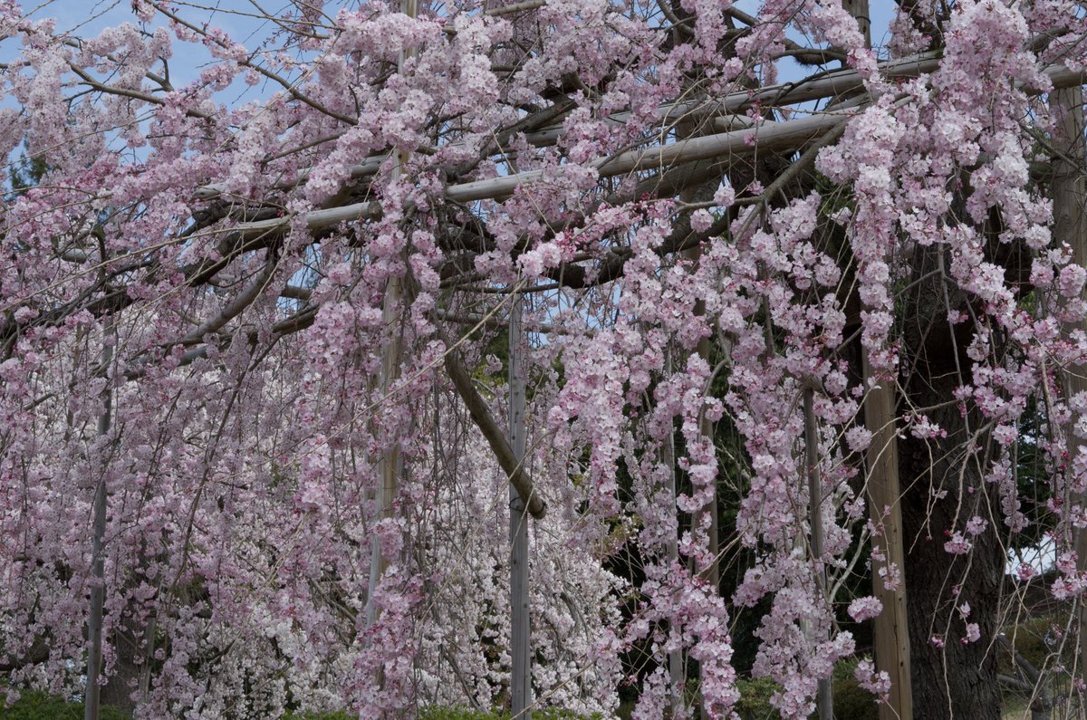 ライデル(@berry_rydell) - Twilog (ツイログ)