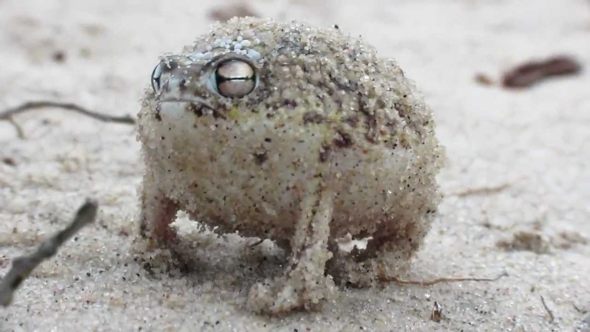 Potato Frog