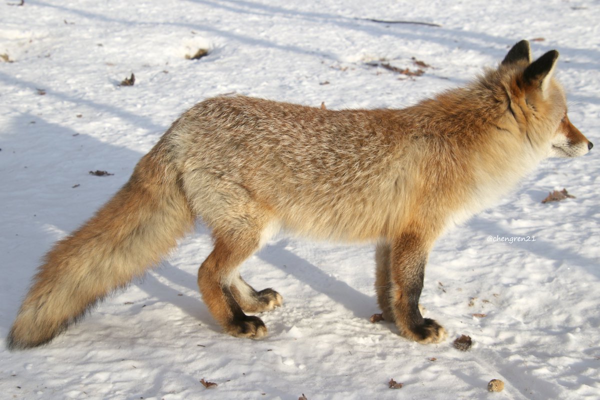 Cheng-Ren🦊🐺 on X: Cheng-Ren🦊🐺 on X: