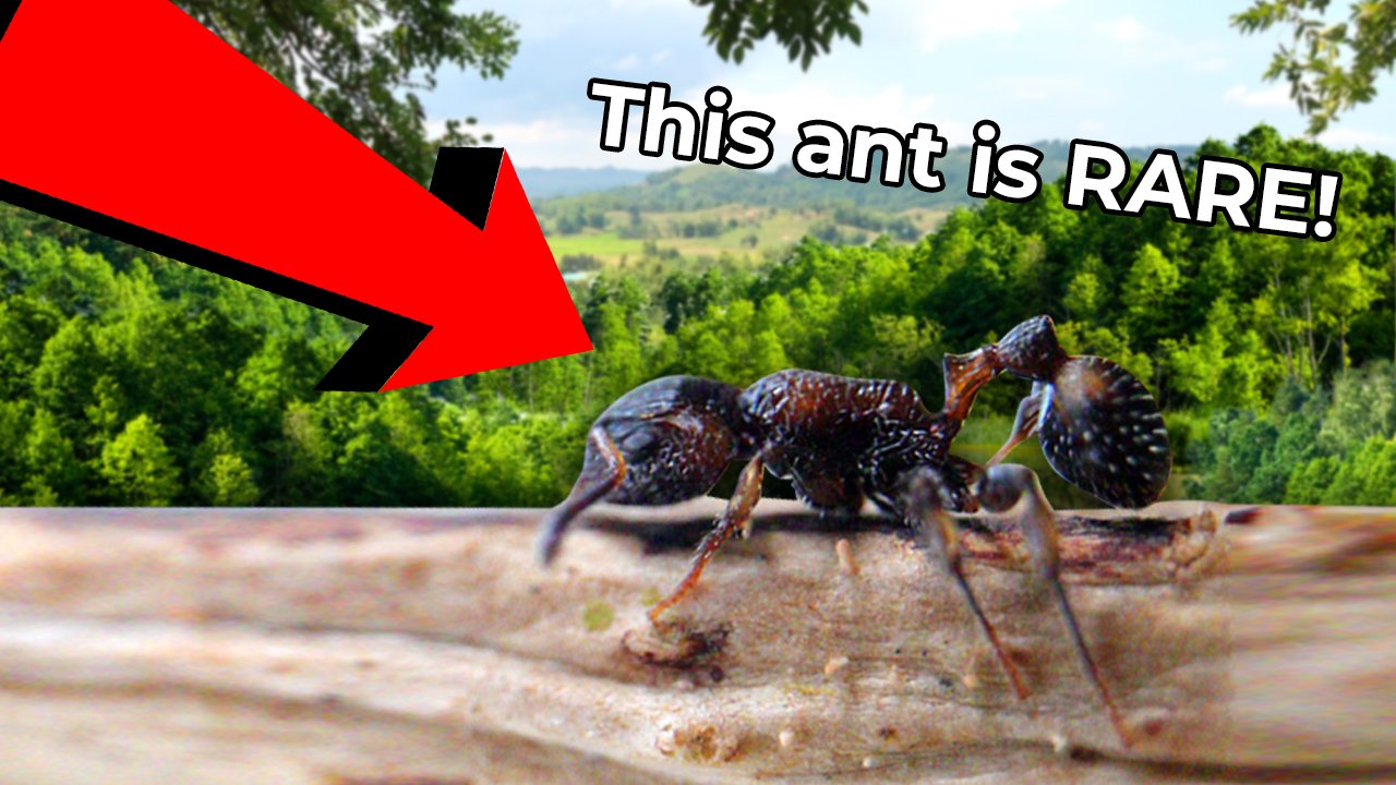 Biggest Ant In The World