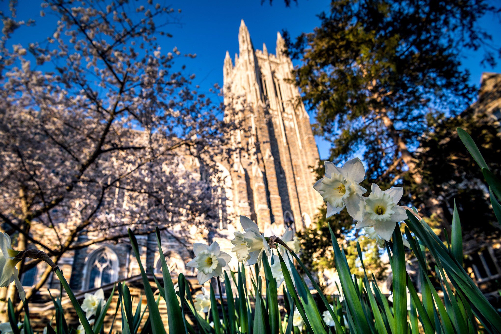 Duke University Chapel Spring