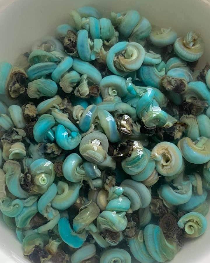 Blue Periwinkle Snail