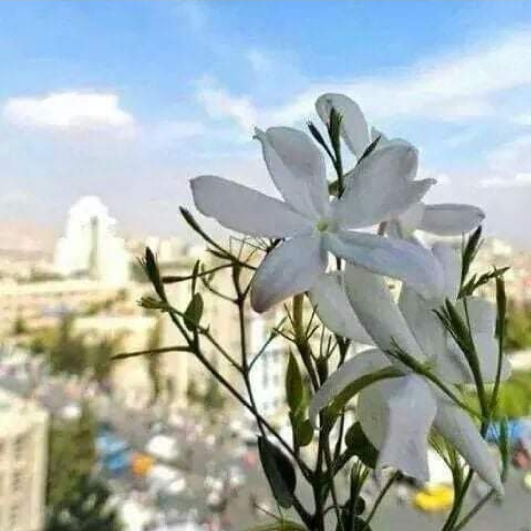 Damascus City Of Jasmine