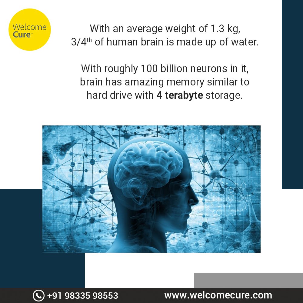 Human Memory Storage