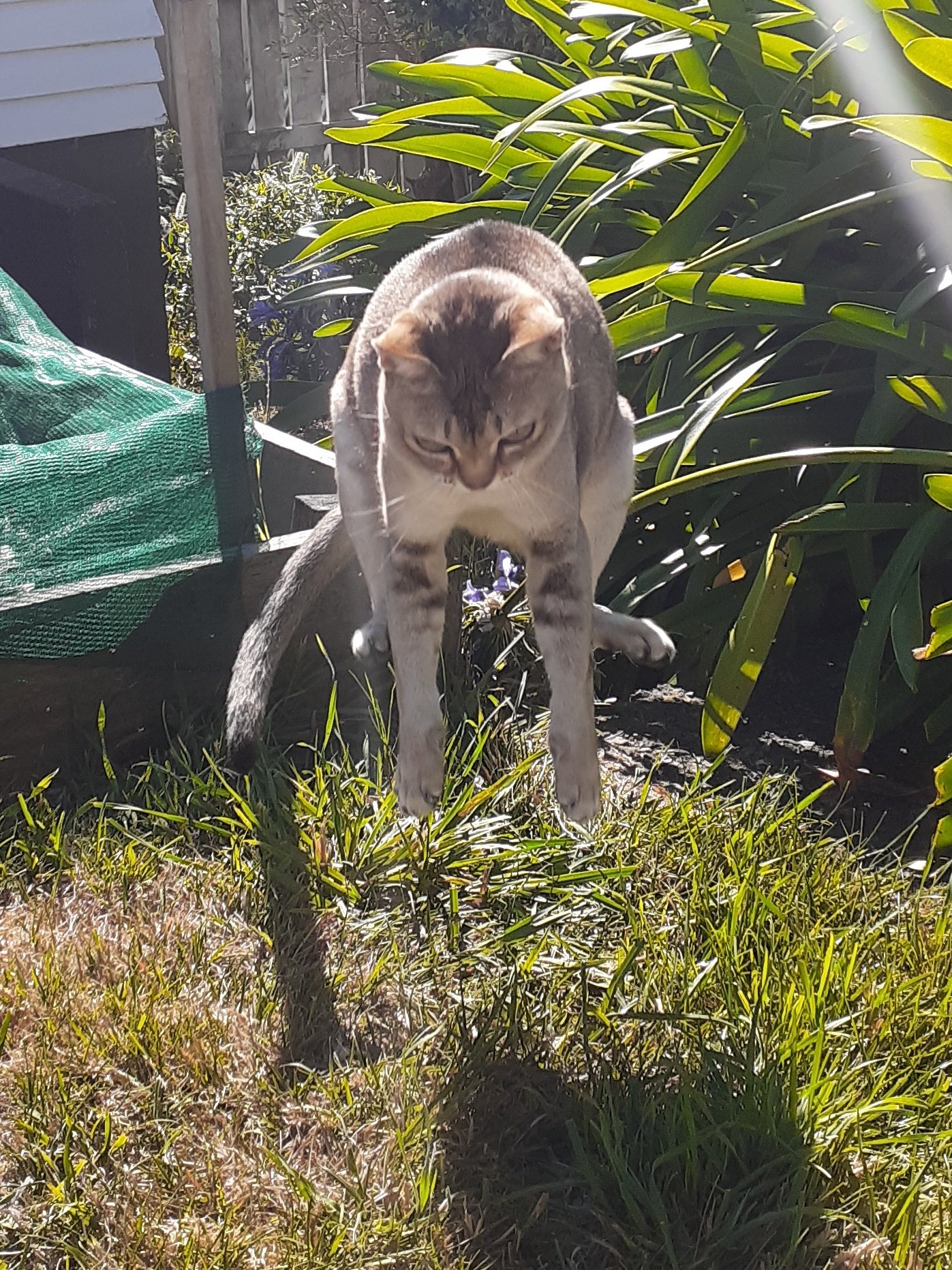 Hover Cat Animated Gif