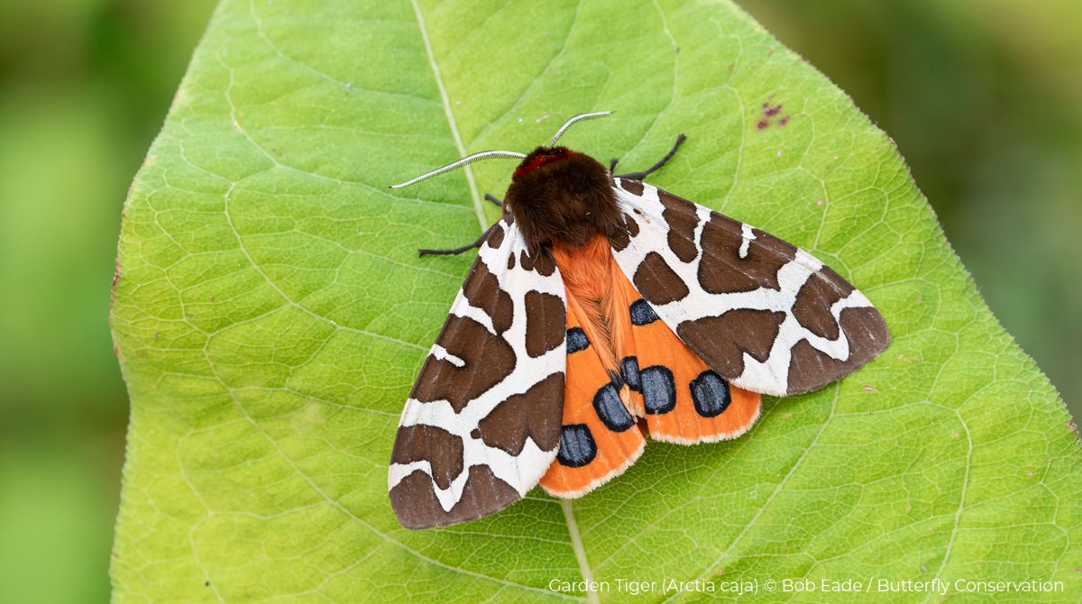 Camo Moth With Pattern