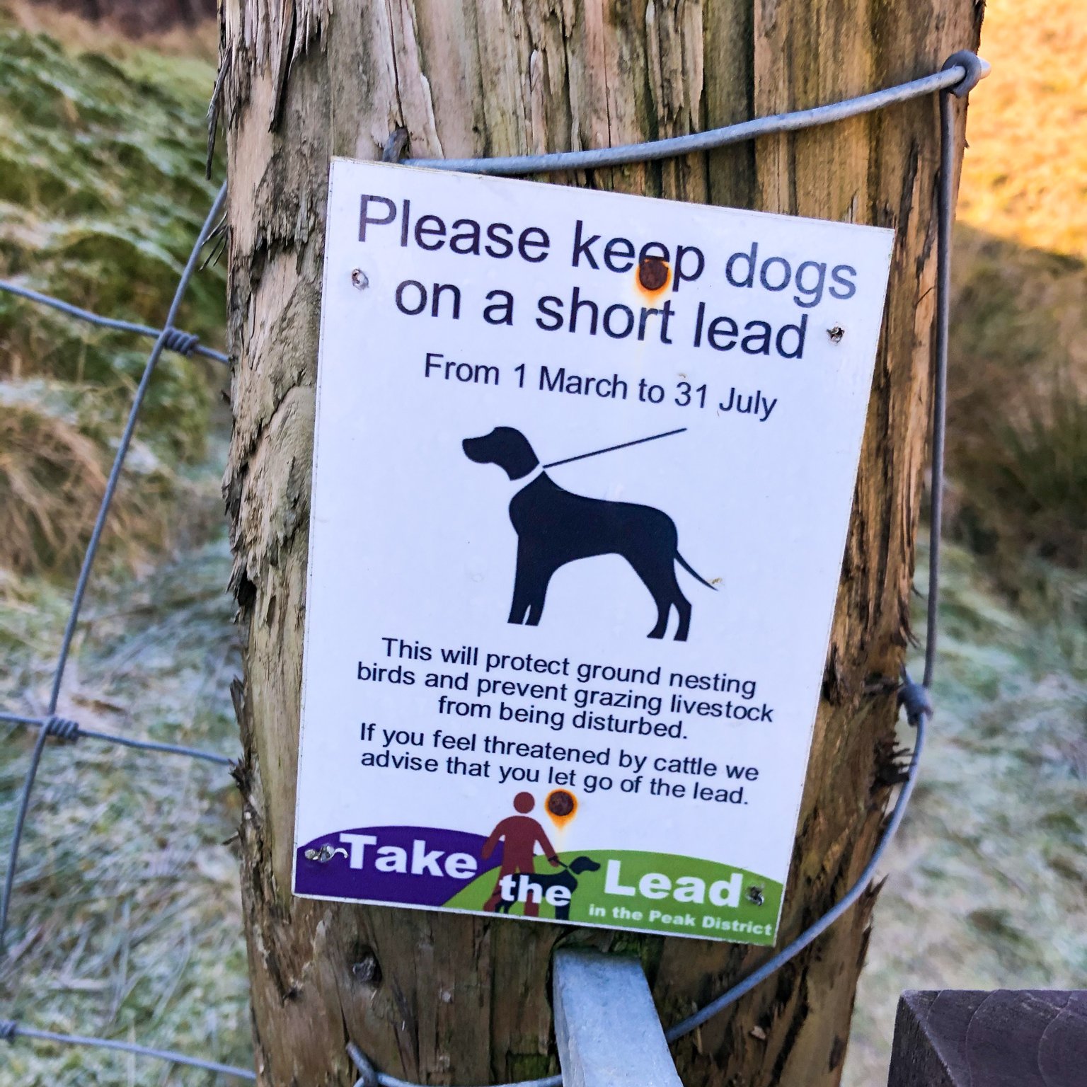 Why Does My Dog Keep Nesting