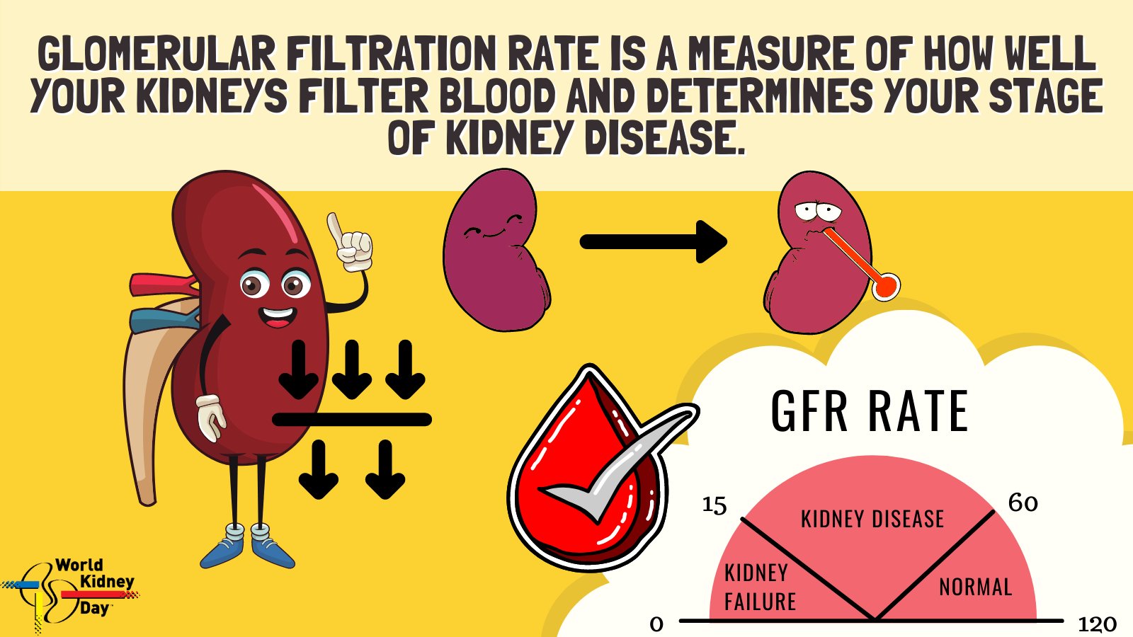 Normal Kidney Function Rates