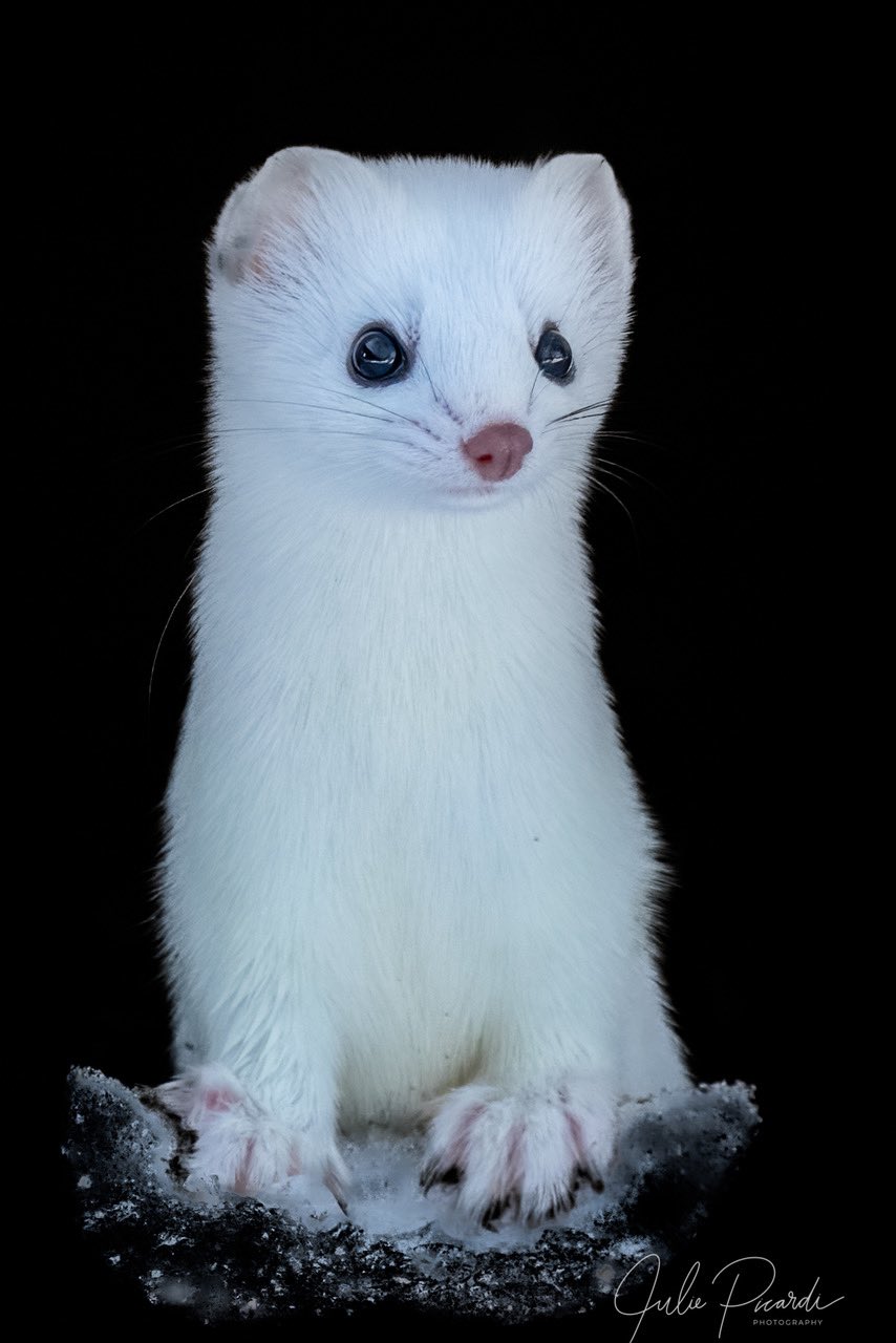 Winter Ermine