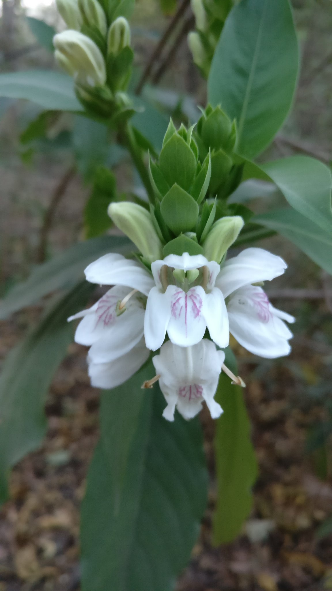 Adhatoda Vasica Flower
