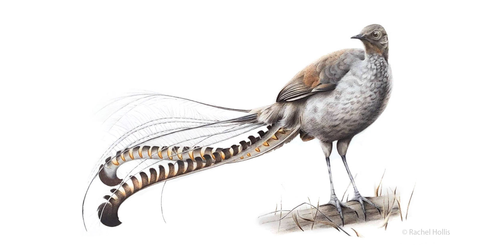 Lyrebird Drawing