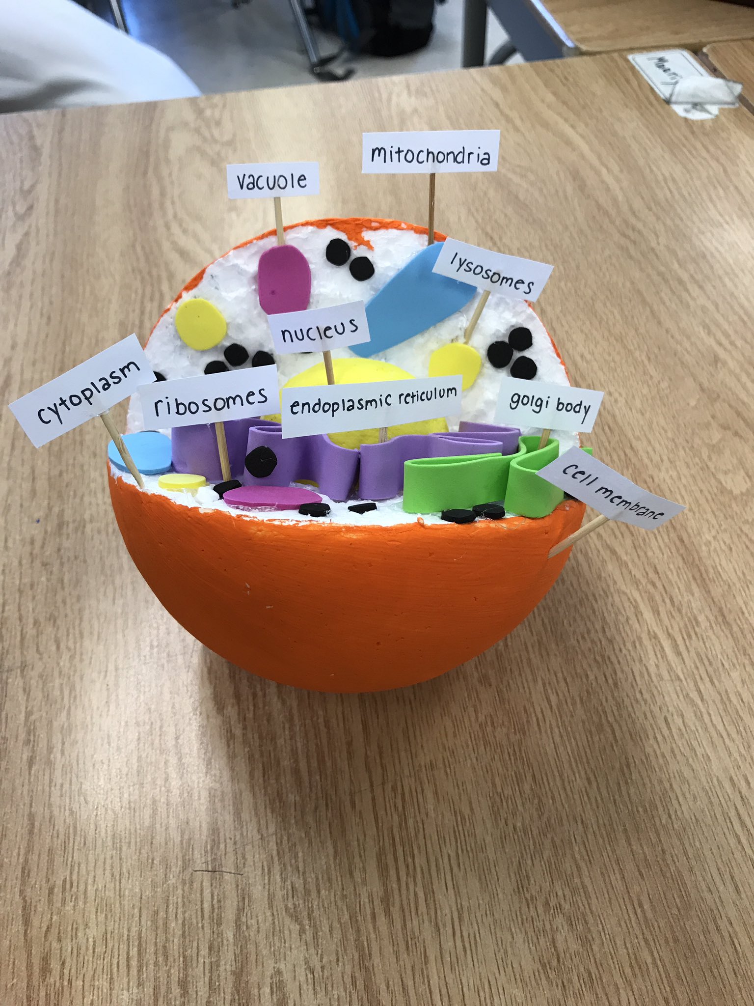 3d Animal Cell Model Styrofoam