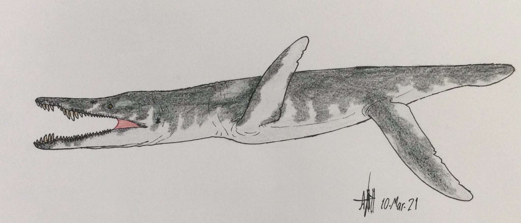 Liopleurodon Skeleton