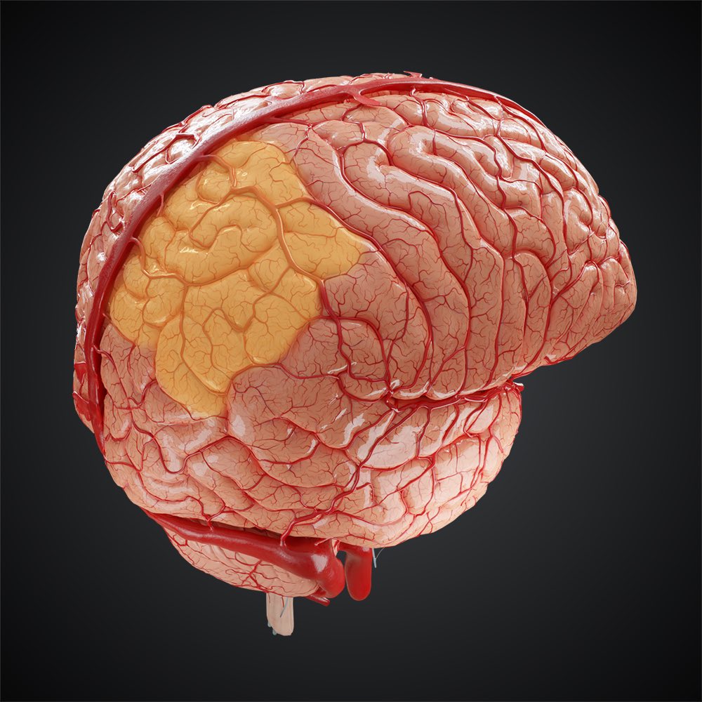 Superior Parietal Lobule