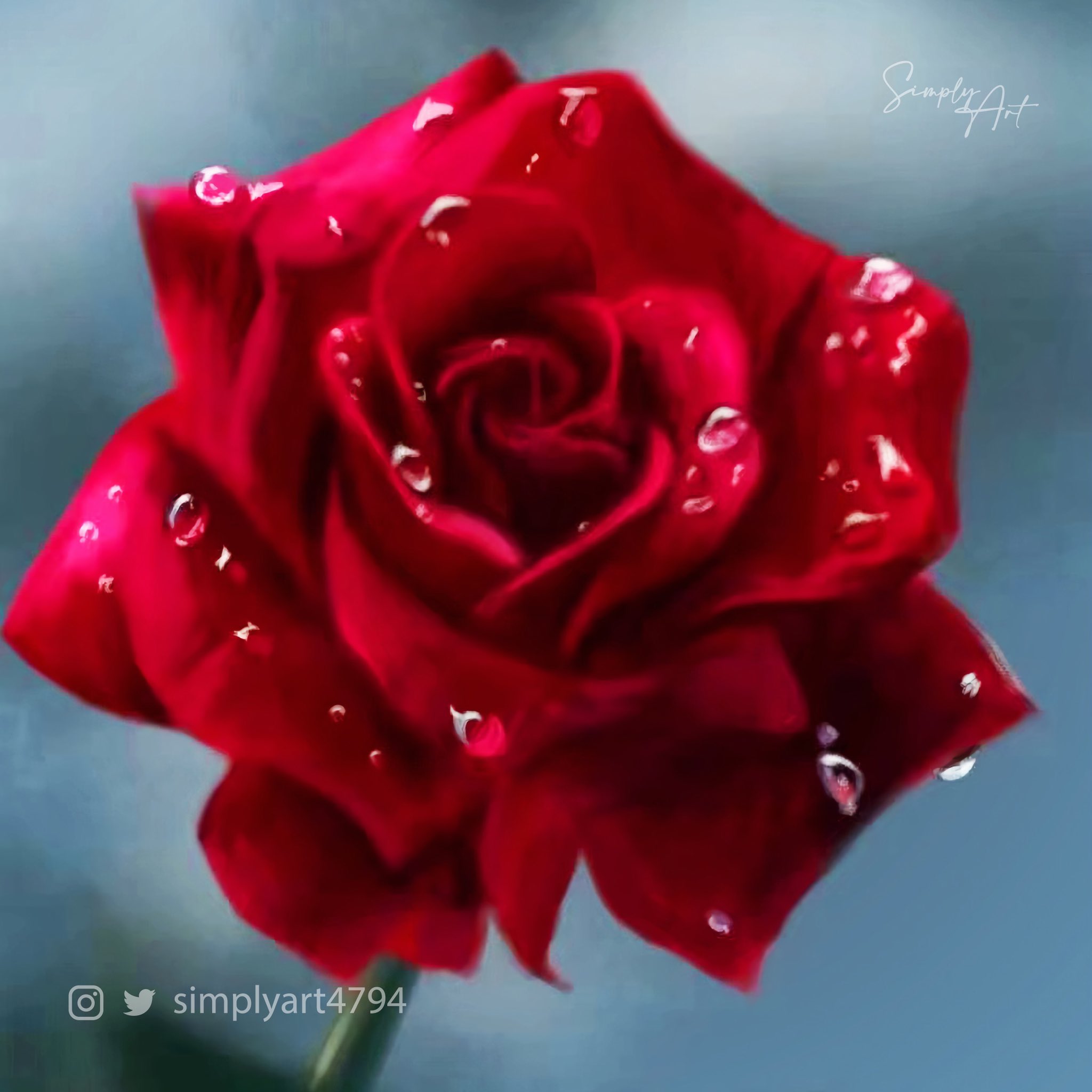 Water Drop On Rose Drawing