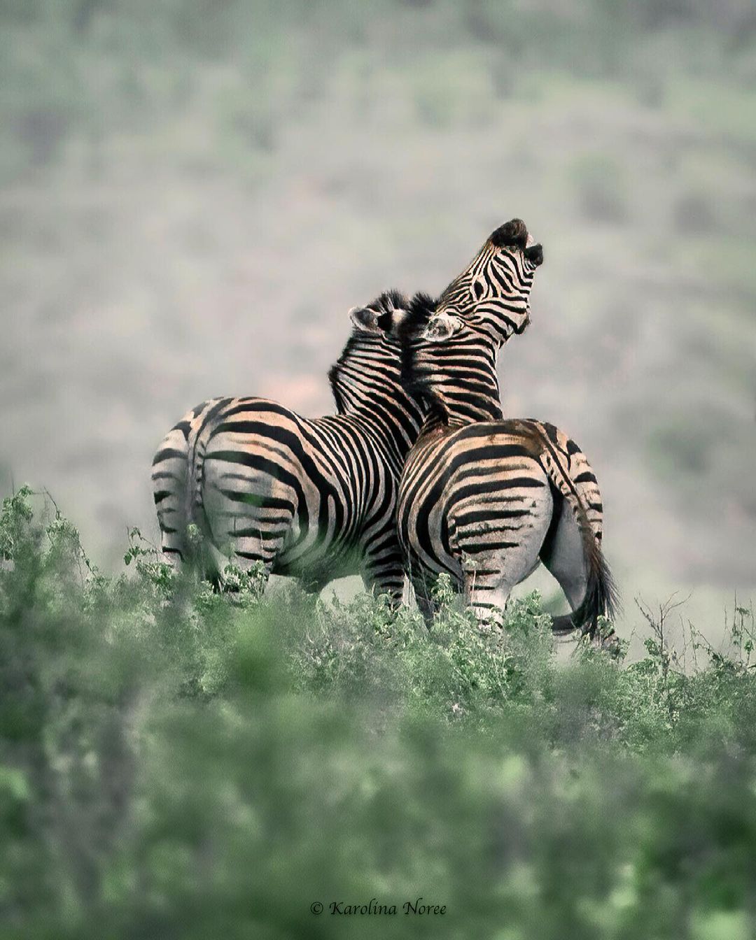 Zebras Running From Predator