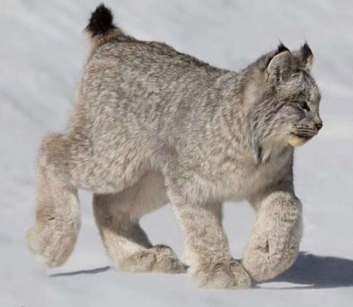 What's ur favourite animal? : r/pollgames