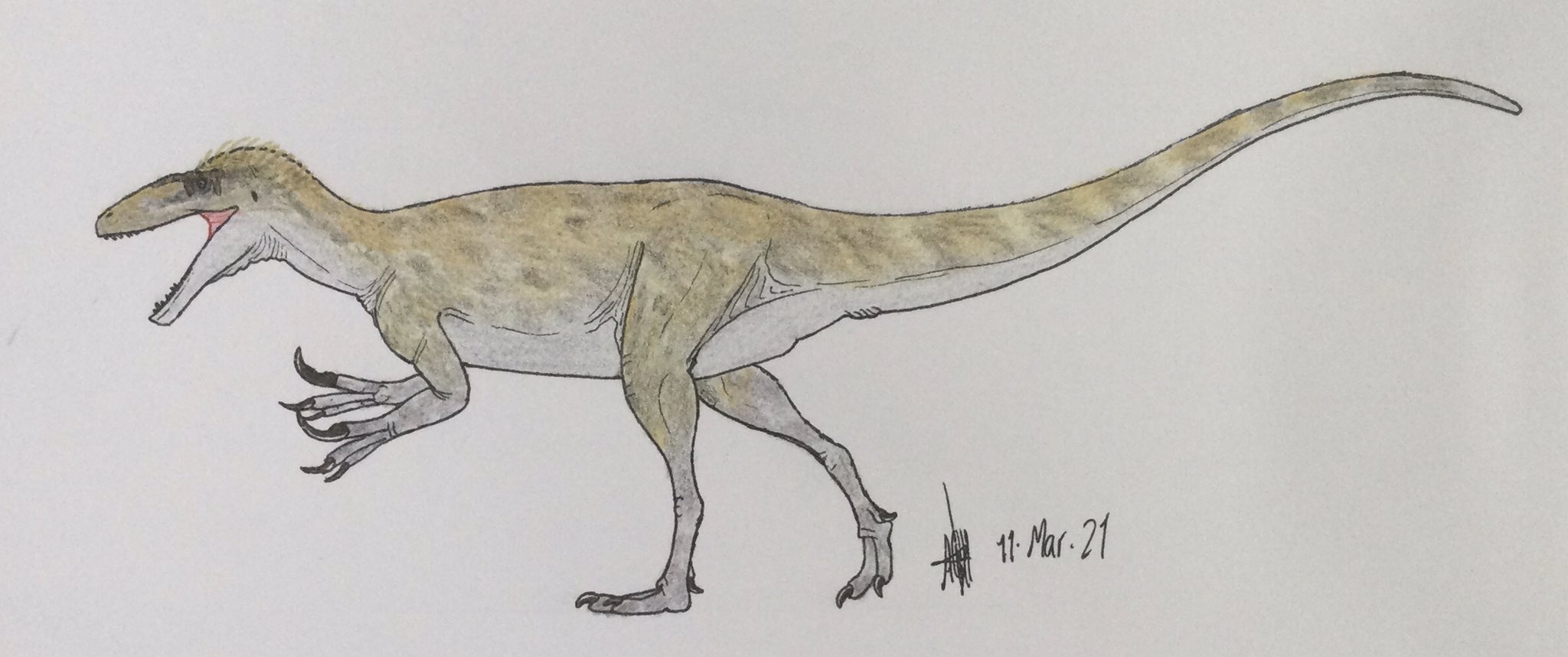 Australovenator Skeleton