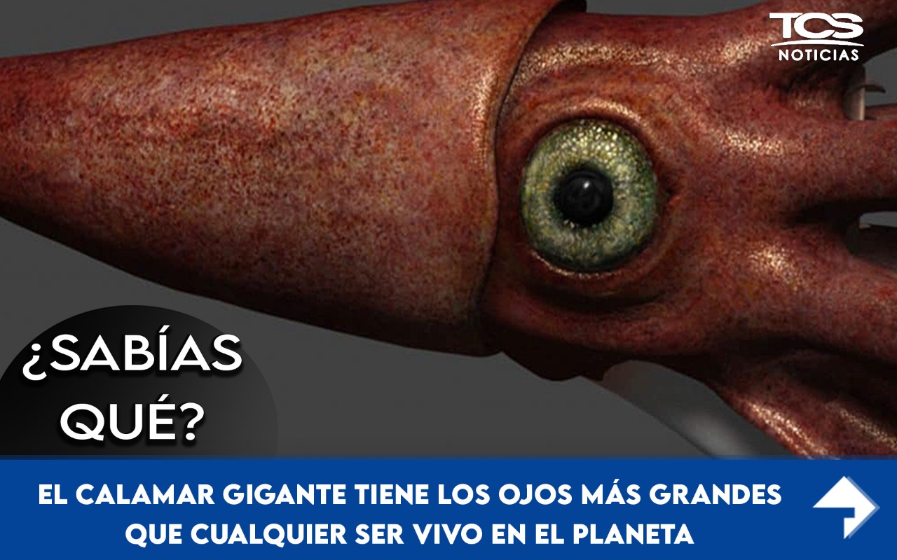 Calamares Vivos
