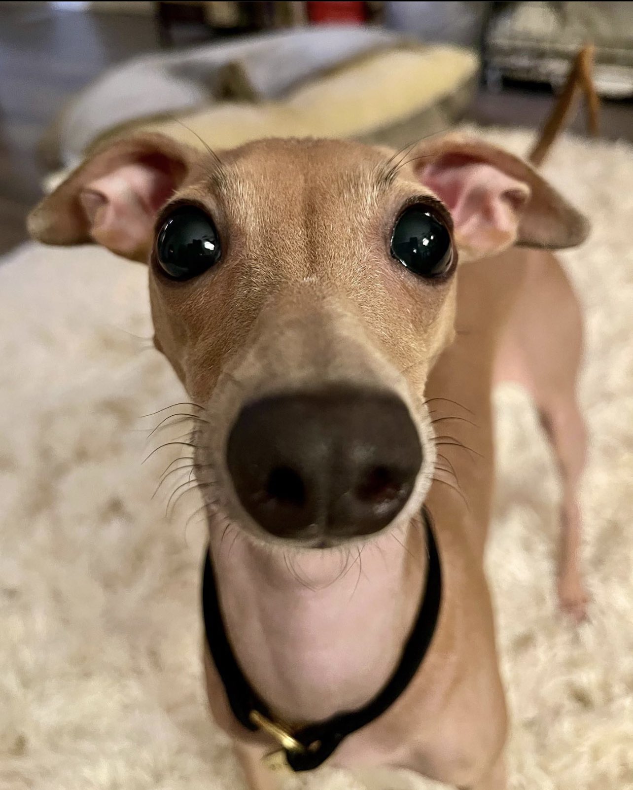 What Happened To Iggy The Dog On Ellen