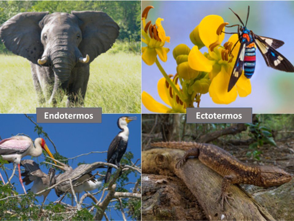 Nivel fisiológico y fotosíntesis