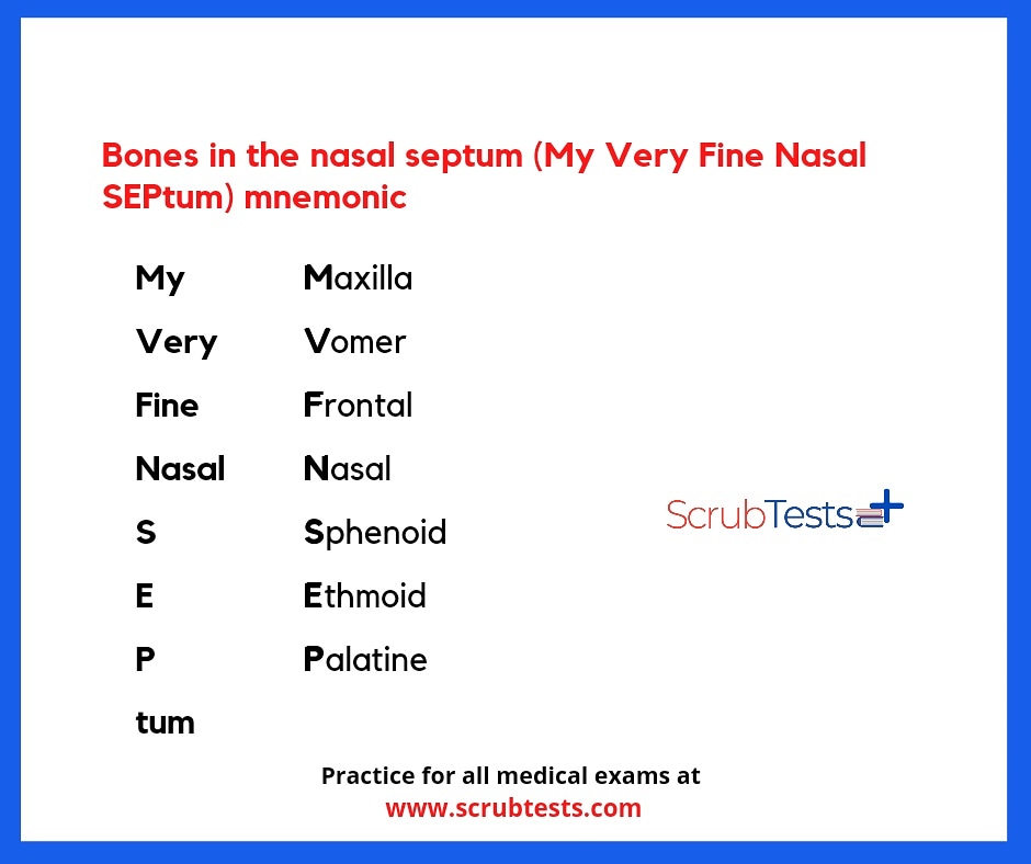 Nasal Septum Bones