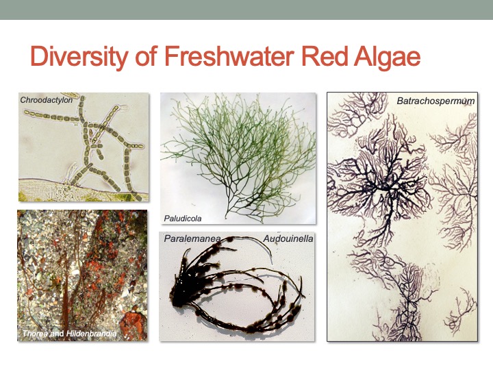 Cladophora Algae Diagram
