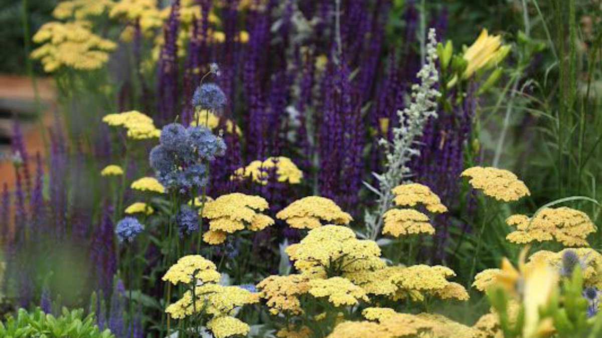 Perennials Meaning