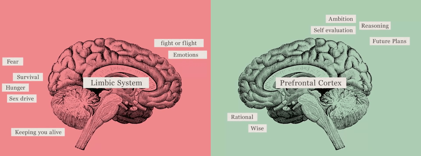 Prefrontal Cortex And Limbic System