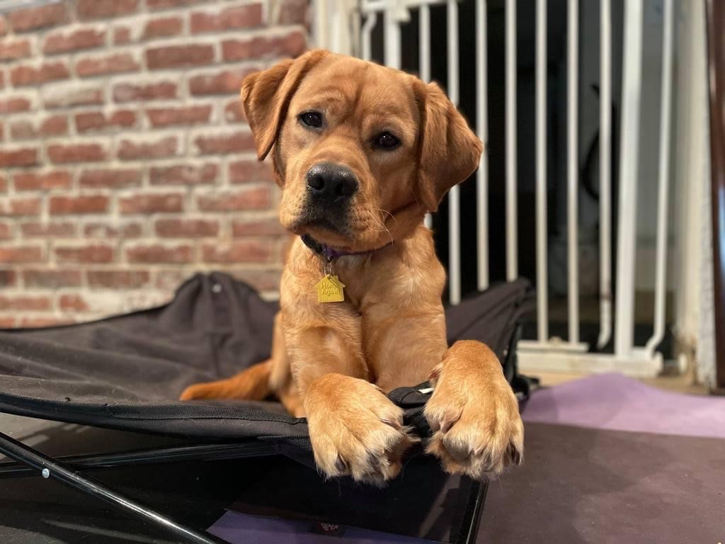 How to Bring a Cat Home - American Humane - American Humane